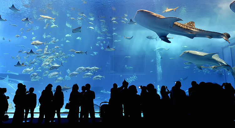 Travel: Asia's top 10 aquariums for tourists to visit