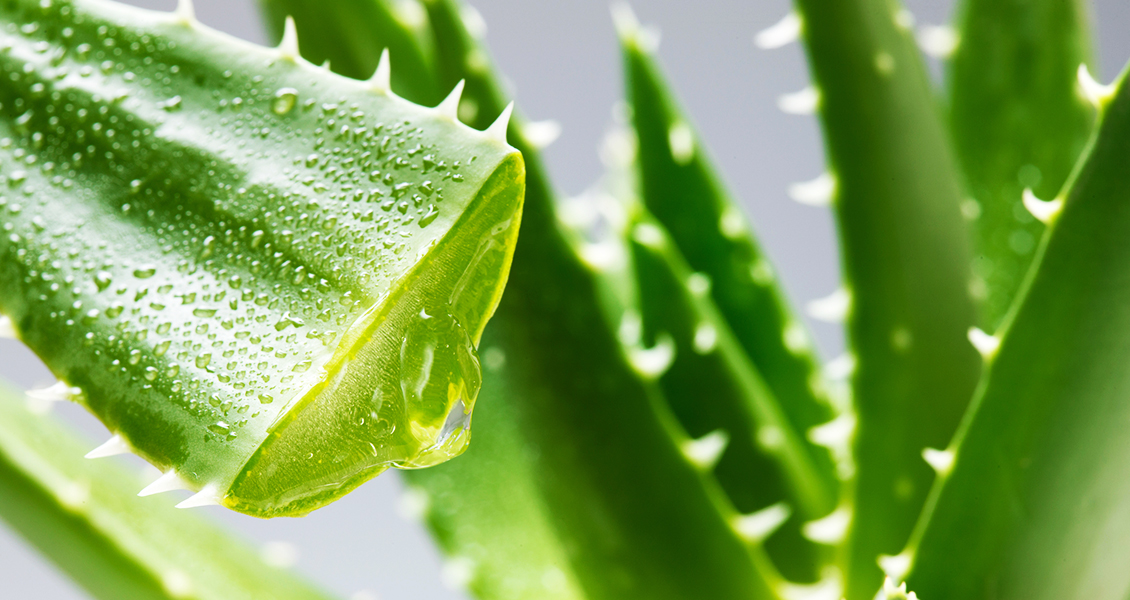 15 Ways aloe vera can change your life